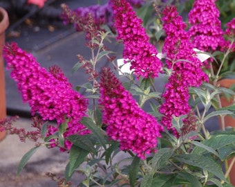 Raspberry Buzz Butterfly Bush Plant Live Plant - Etsy