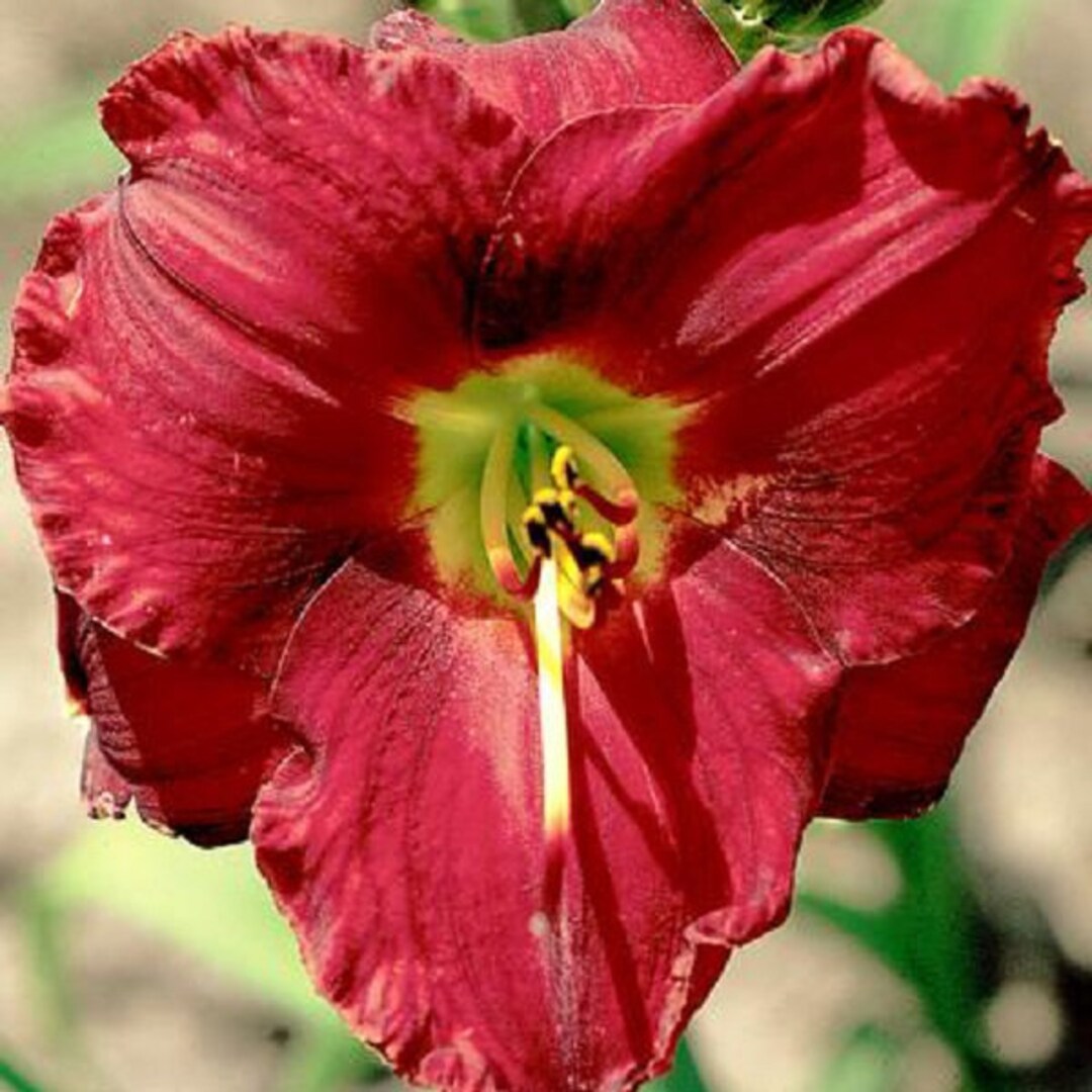 Regal Prairie Ruby Daylily - Etsy