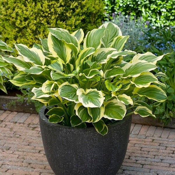 So Sweet Medium Hosta - Etsy