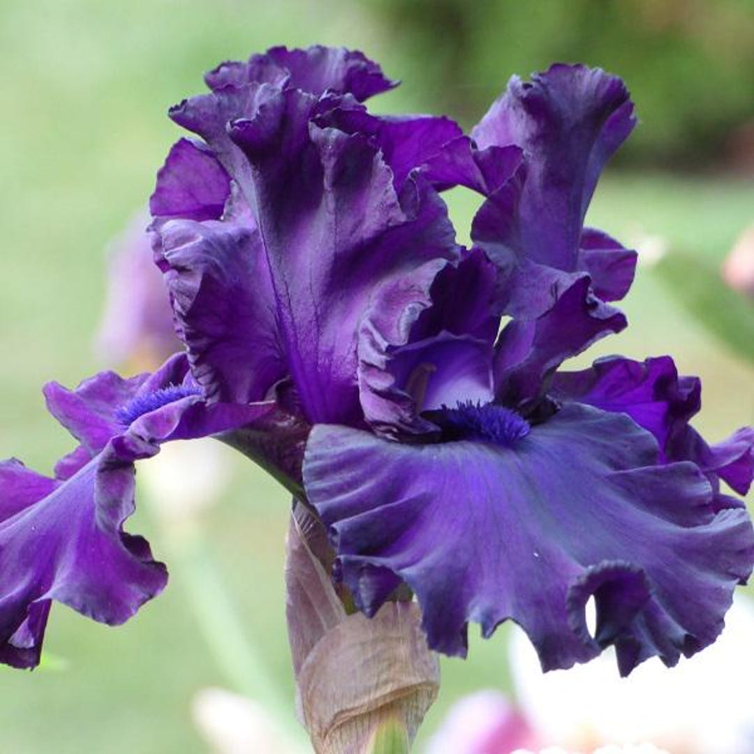 Berry Fulfilling Iris - Etsy