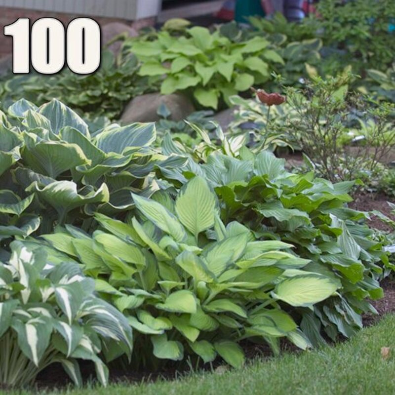 Hosta Mixed - Etsy