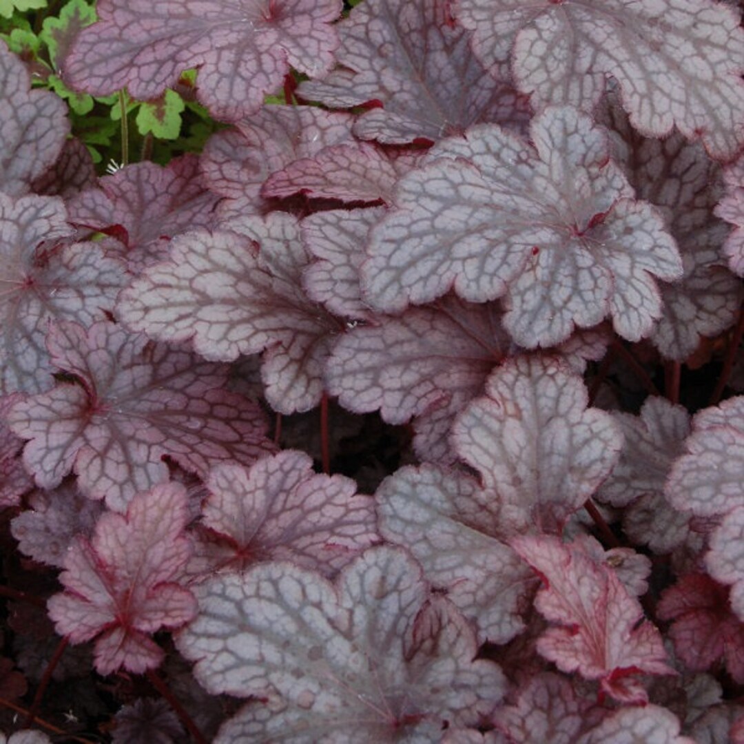 Plum Pudding Coral Bells - Etsy