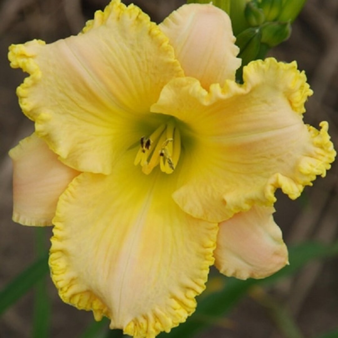 Honey Bouquet Daylily - Etsy