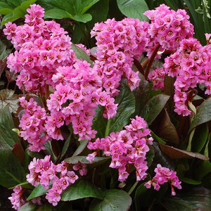 Spring Fling Bergenia - Etsy