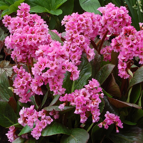 Spring Fling Bergenia - Etsy