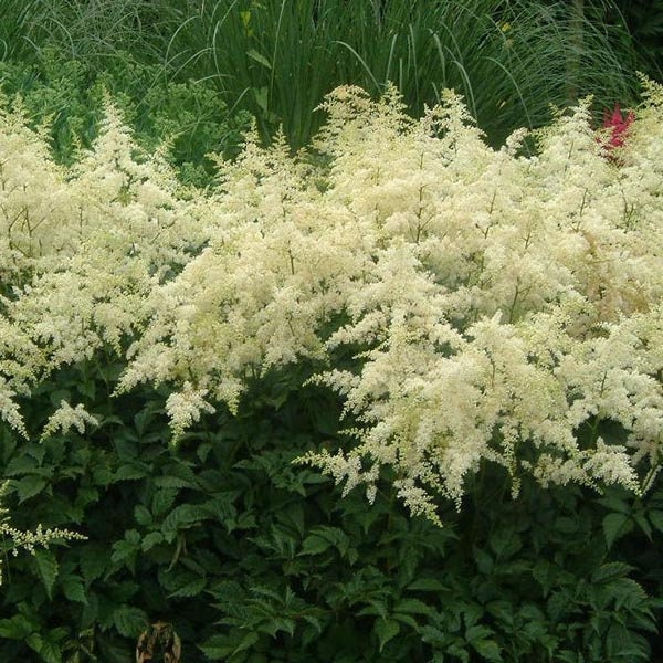 Astilbe X Arendsii Bridal Veil