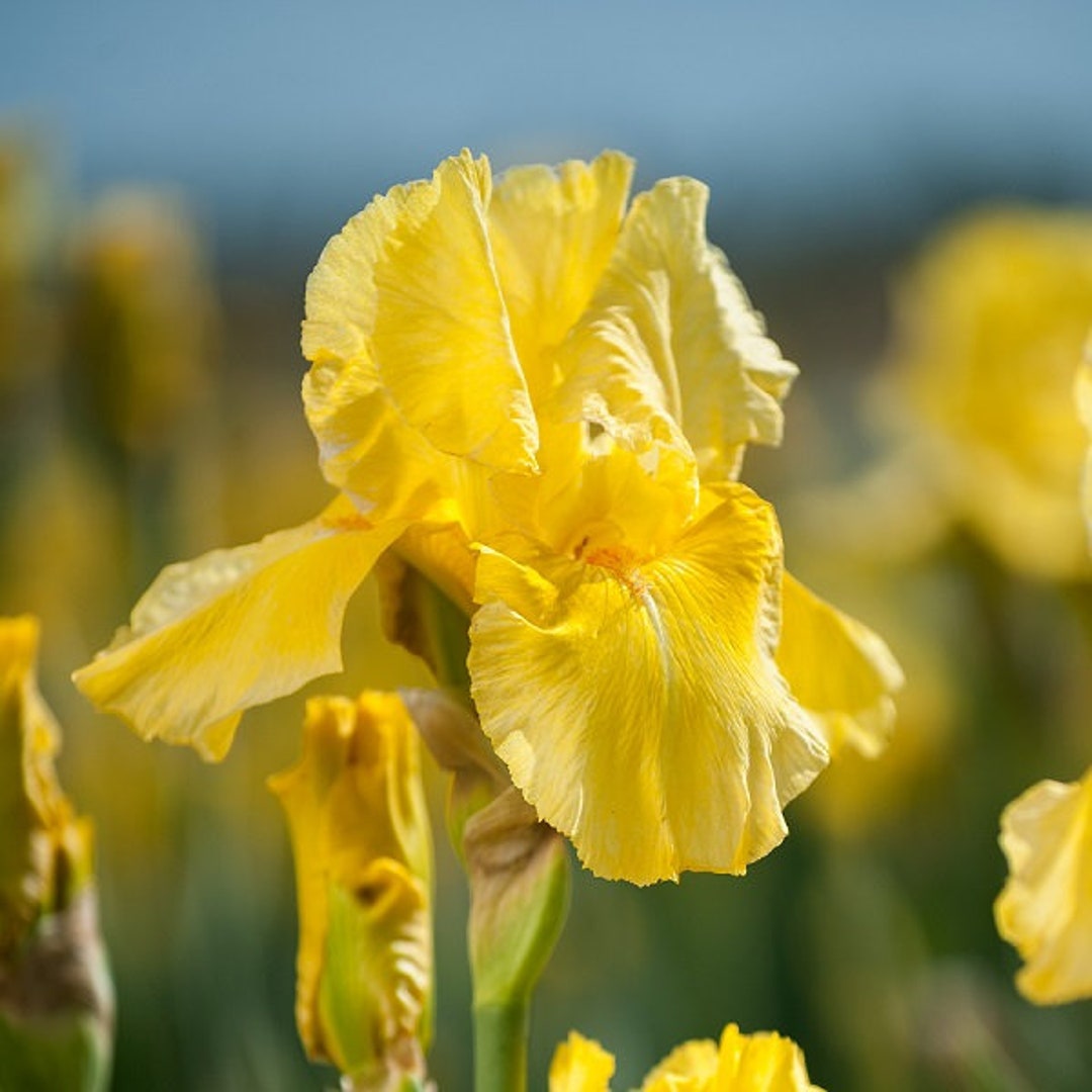 Pleasant Peasant Iris - Etsy