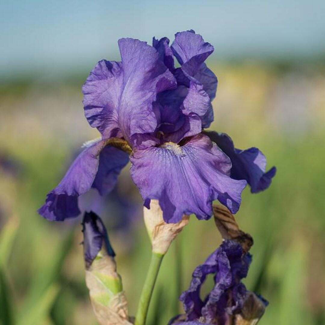 His Royal Highness Iris - Etsy