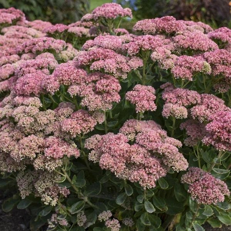 Autumn Joy Sedum - Etsy