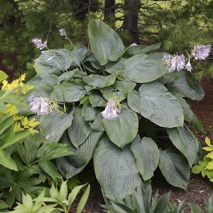 Empress Wu Hosta - Etsy