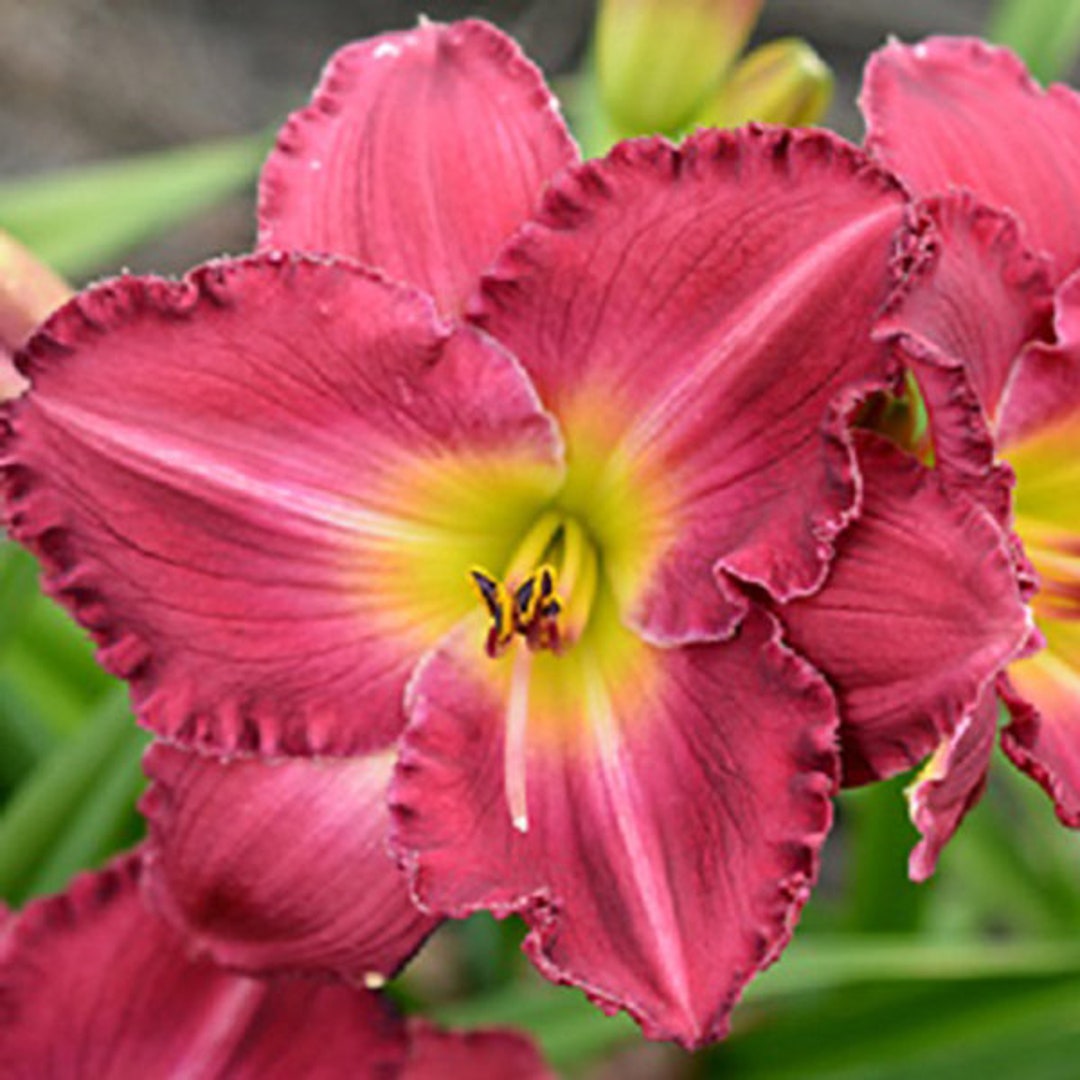 Aged Raspberry Wine Premium Daylily - Etsy