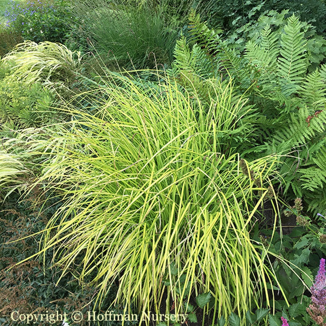Bowles Golden Sedge Grass - Etsy