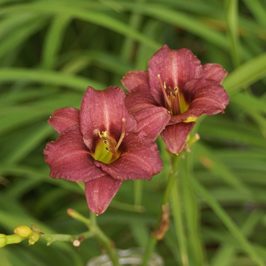 Raspberry Pixie Daylily - Etsy