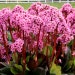 Spring Fling Bergenia - Etsy
