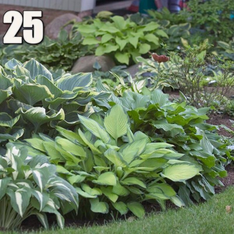 Hosta Mixed - Etsy