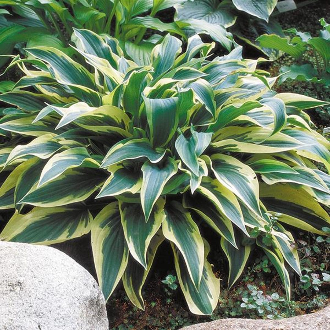 Wolverine Hosta - Etsy