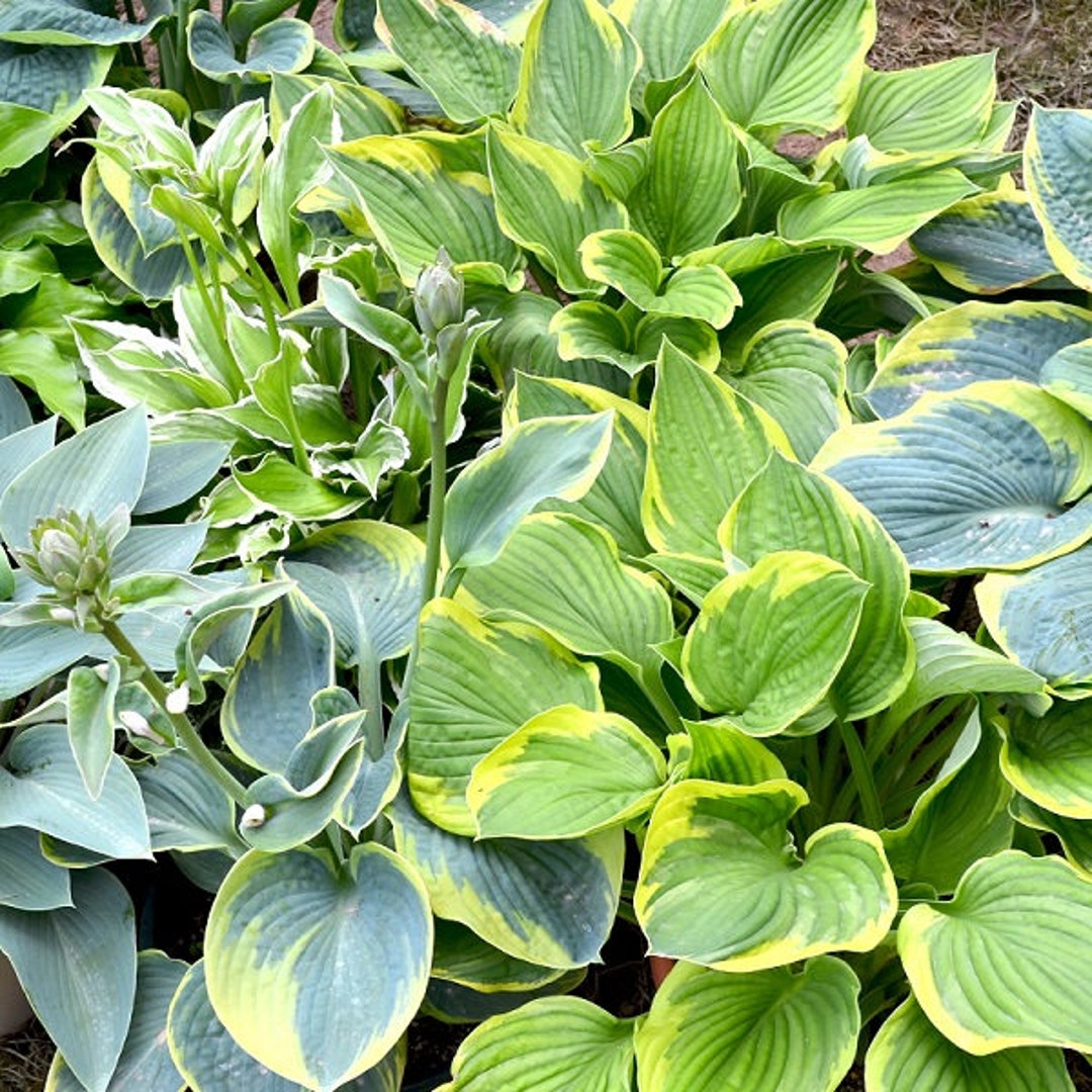 Hosta Unnamed - Etsy