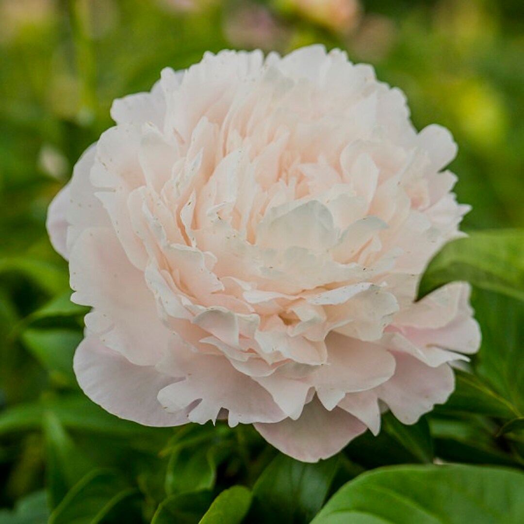 Myrtle Gentry 3/5 Eye Peony - Etsy