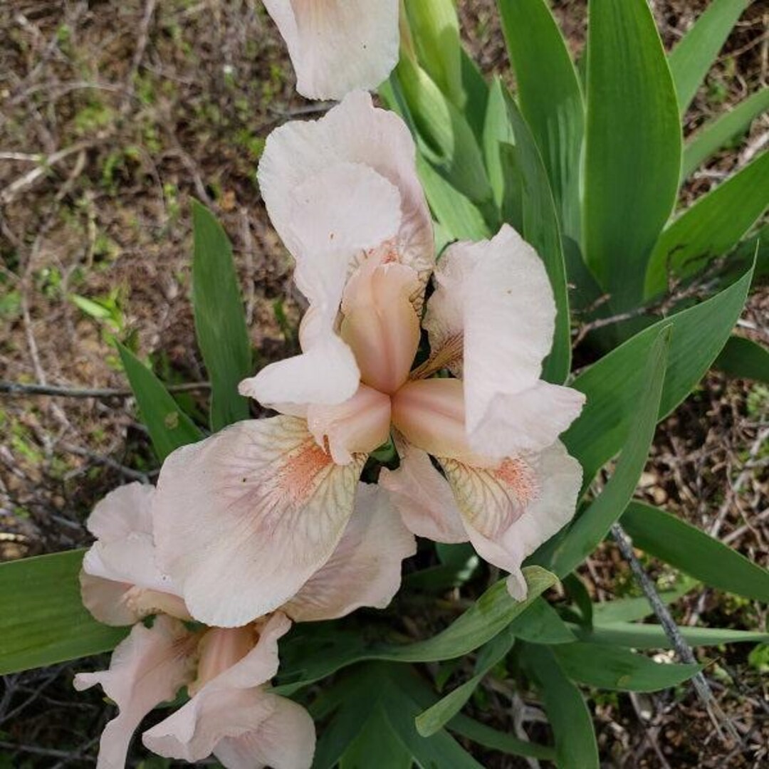 Betsey Boo Dwarf Iris - Etsy