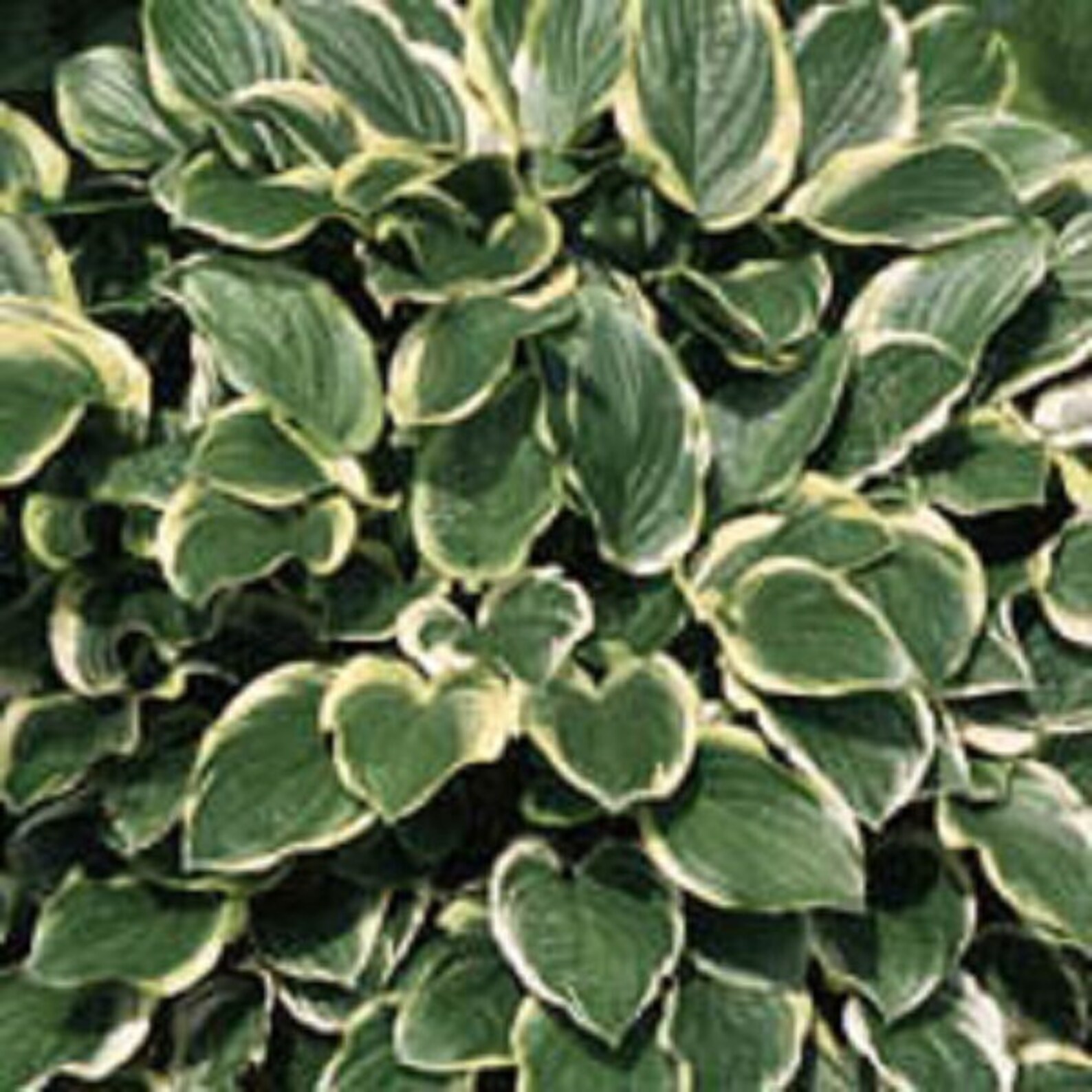 So Sweet Medium Hosta - Etsy