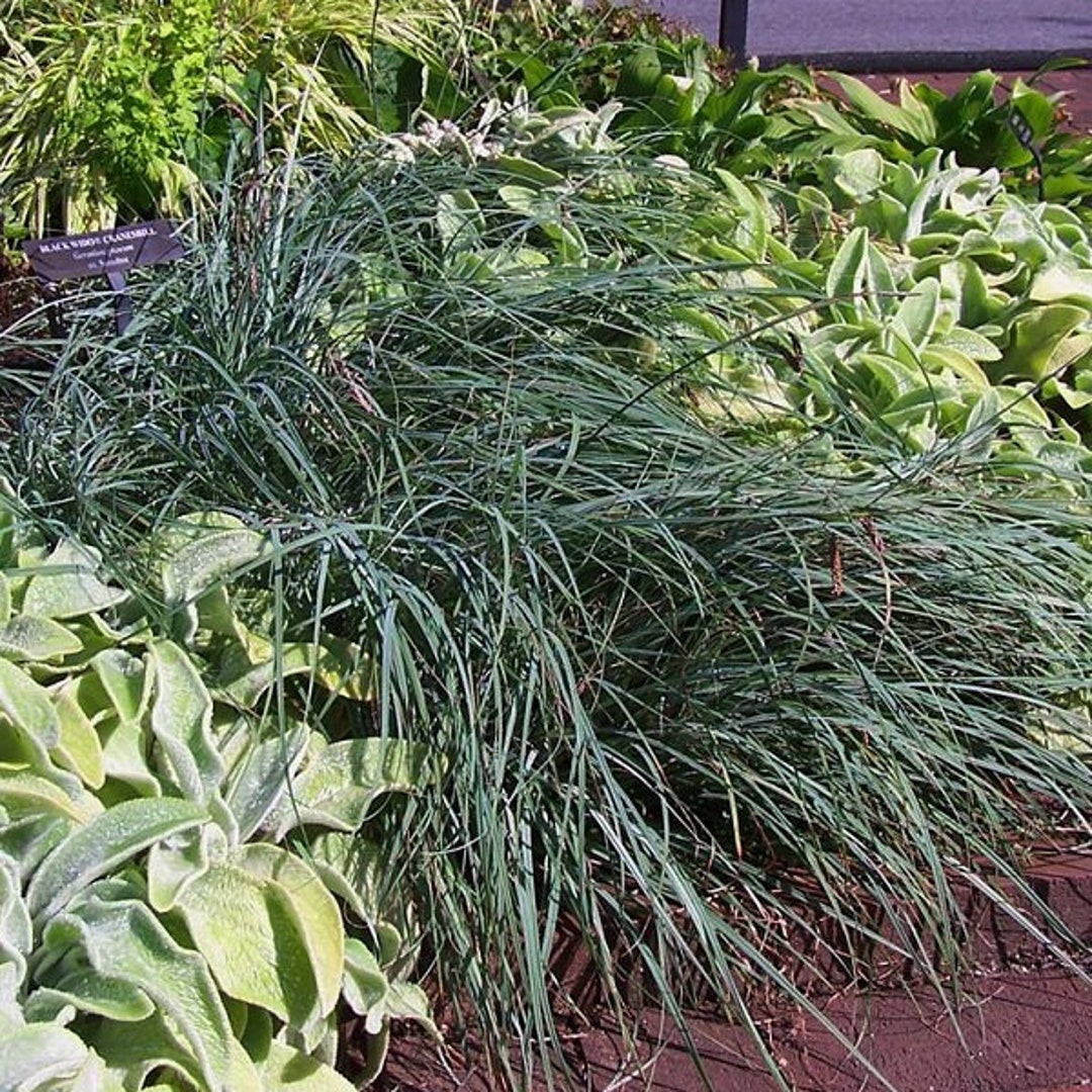 Blue Zinger Sedge Grass - Etsy