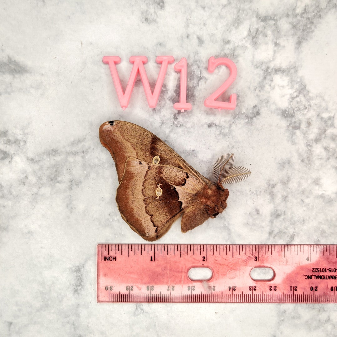 REAL Male Antheraea Polyphemus Moth - Excellent Condition Quality Dried ...
