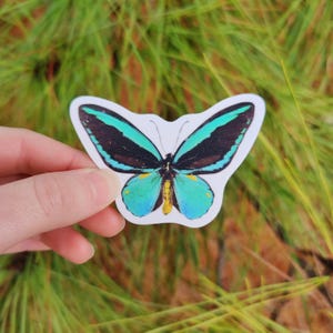 5 Birdwing Butterfly STICKERS Specimen Photo 2.5" Stickers Ornithoptera ...