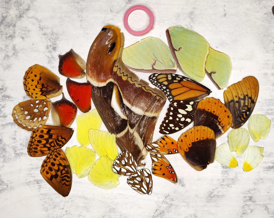 REAL Butterfly/moth Assorted Wing Lot for Display, Taxidermy ...