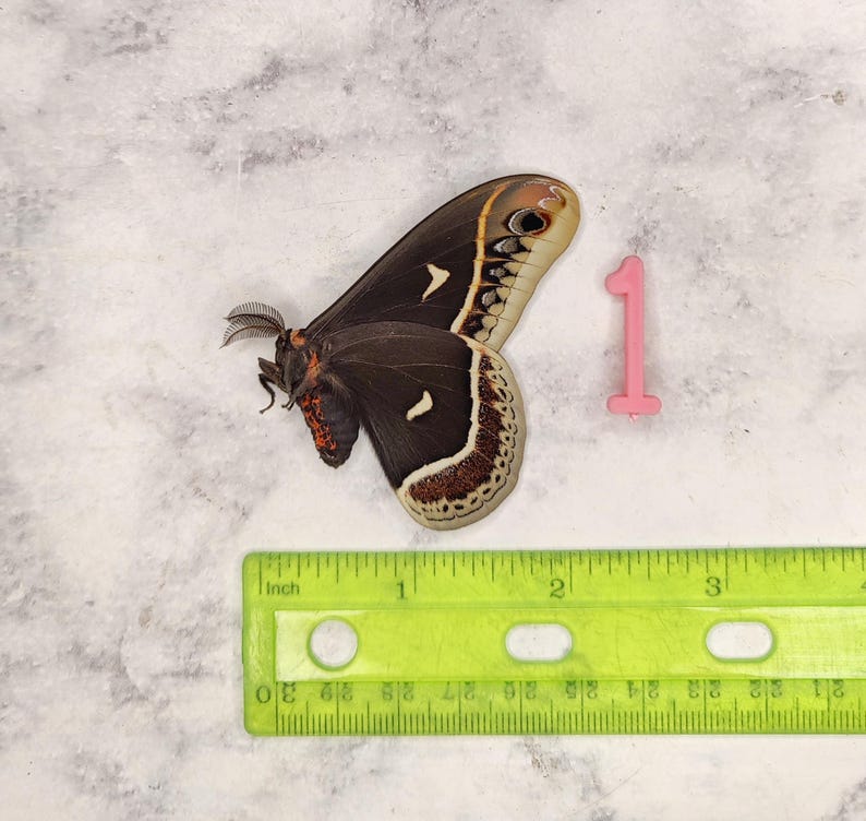 REAL Eupackardia Calleta Male - Silk Moth A1 Condition Museum Quality ...