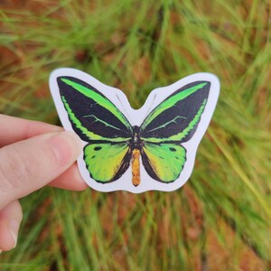 5 Birdwing Butterfly STICKERS Specimen Photo 2.5" Stickers Ornithoptera ...