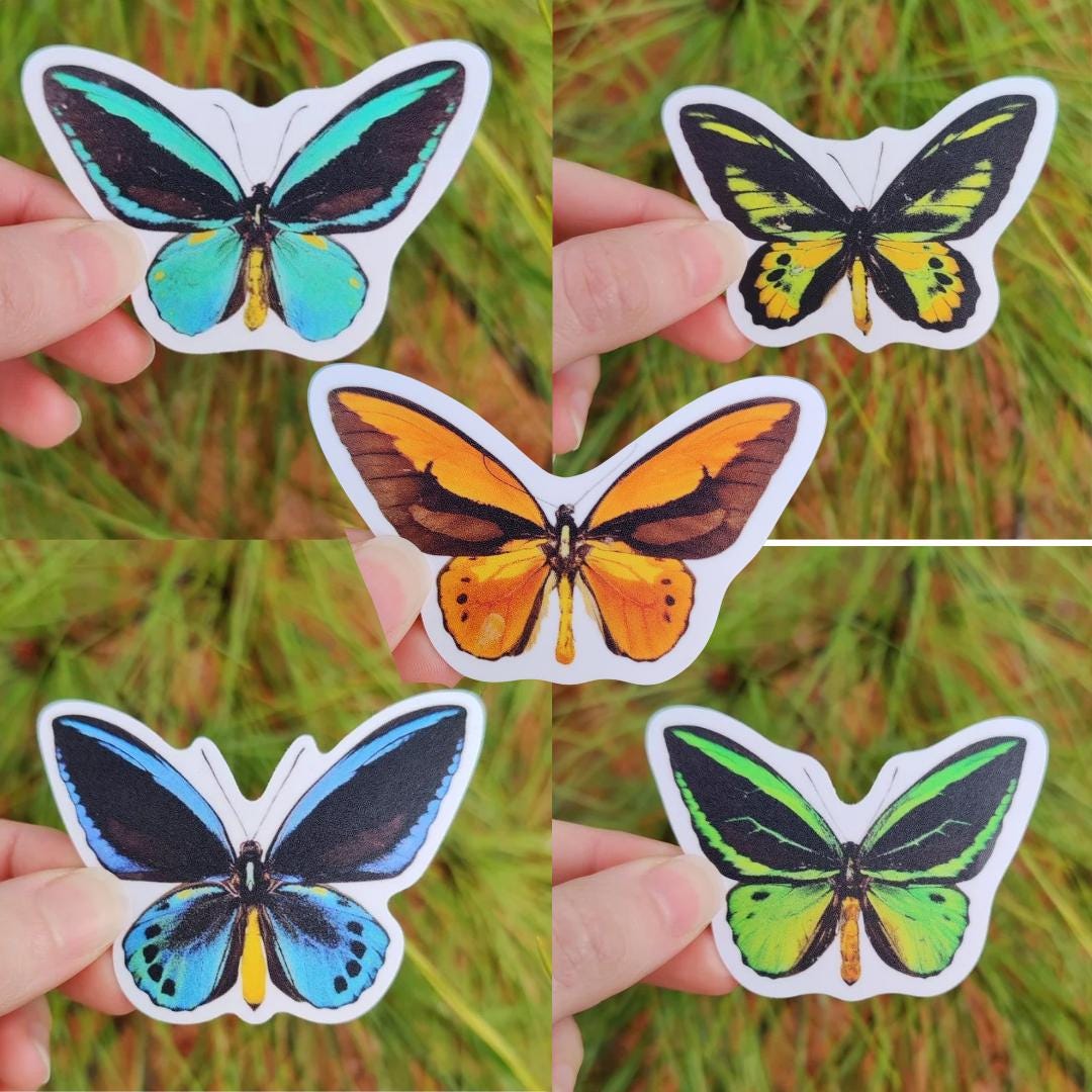5 Birdwing Butterfly STICKERS Specimen Photo 2.5" Stickers Ornithoptera ...