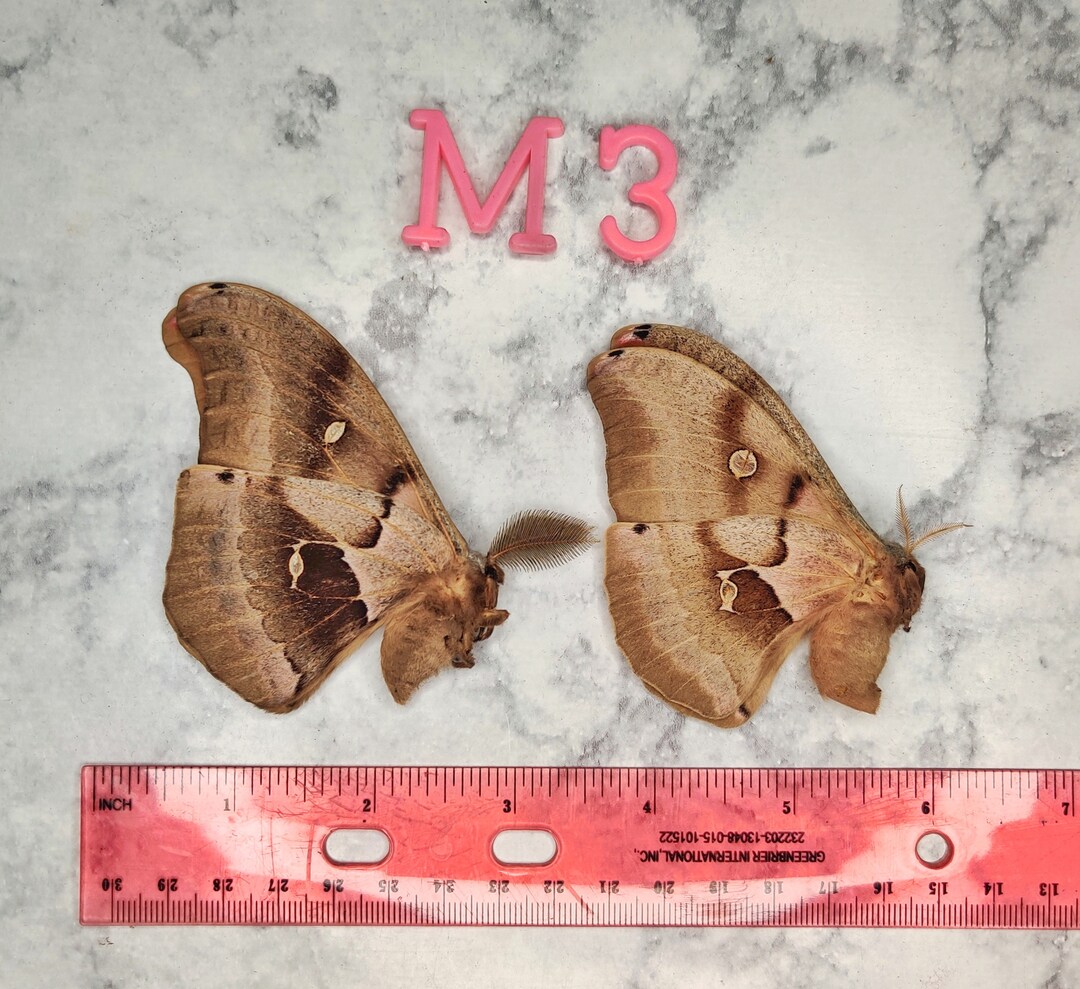 REAL Lot of (2) Antheraea Polyphemus Moth (1) Male (1) Female ...
