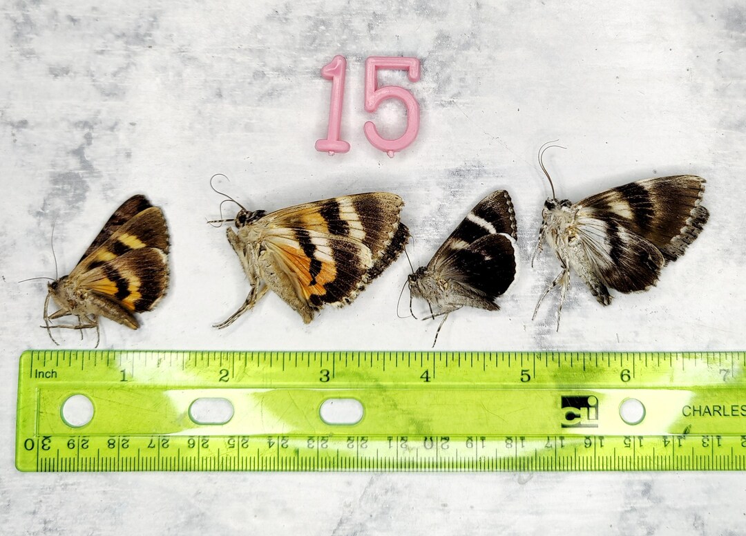 REAL Silk Moth Lot of 4 Various Catacola Species A Condition Dried ...