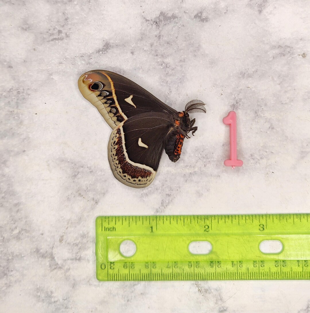 REAL Eupackardia Calleta Male - Silk Moth A1 Condition Museum Quality ...