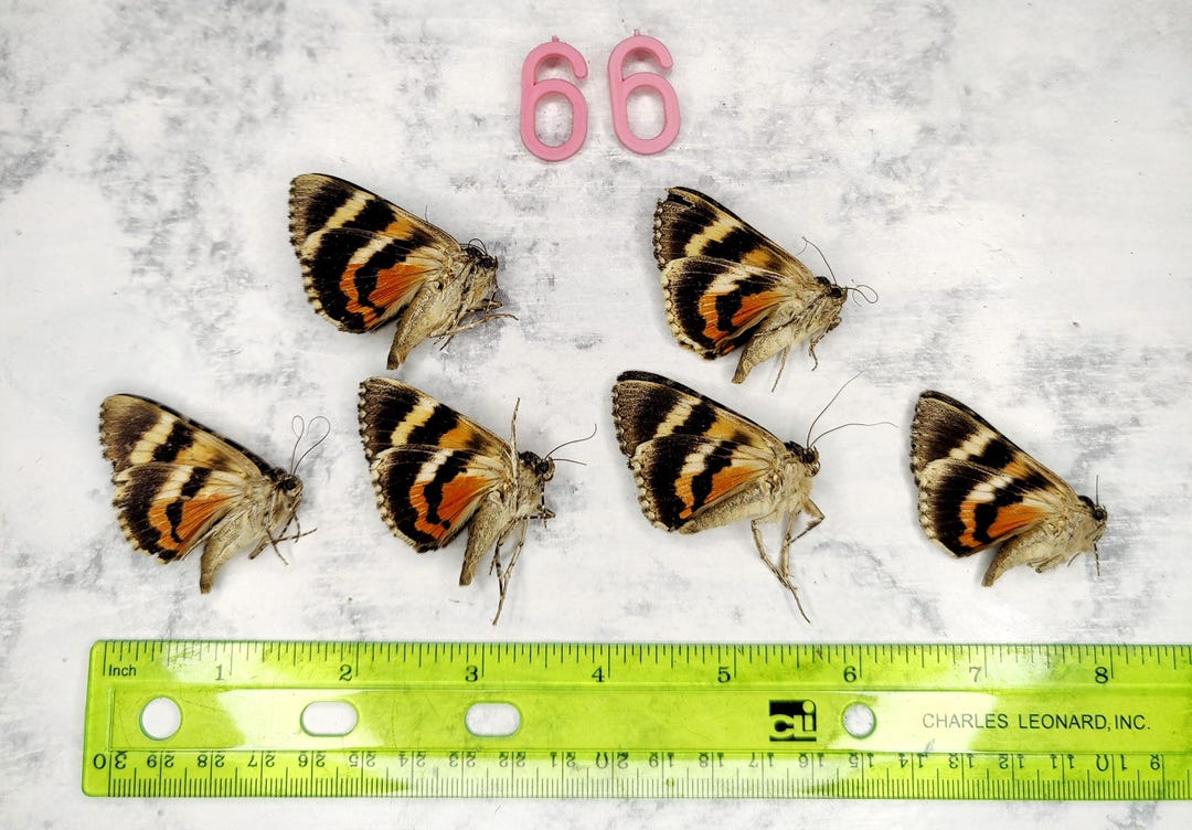 REAL Silk Moth Lot of 6 Catacola Epione A Condition Dried Papered ...