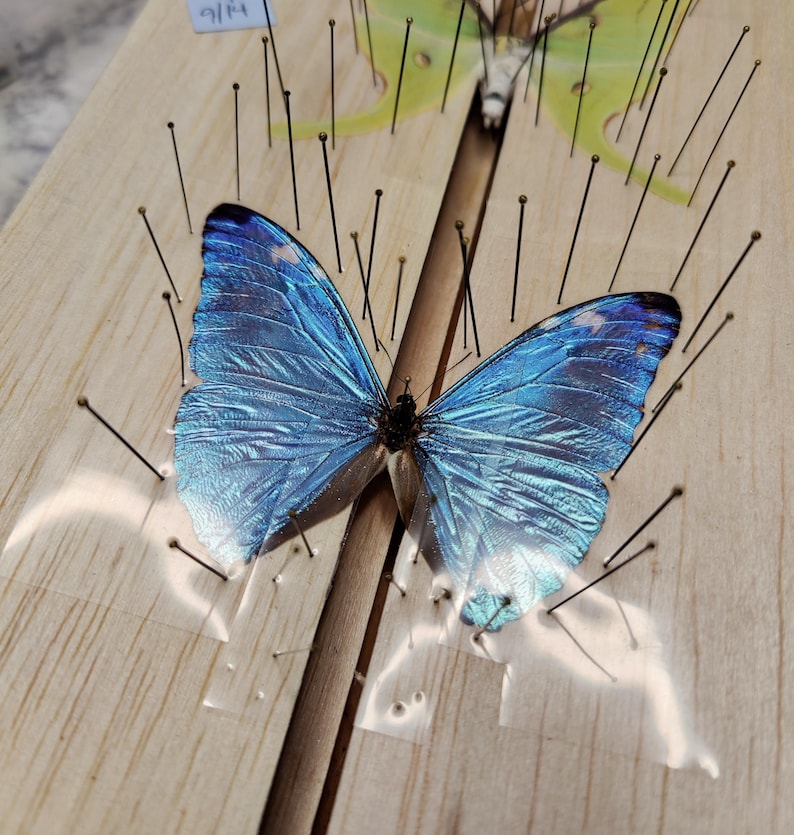 Balsa/wood Pinning/spreading Board Kit for Insects & Entomology ...