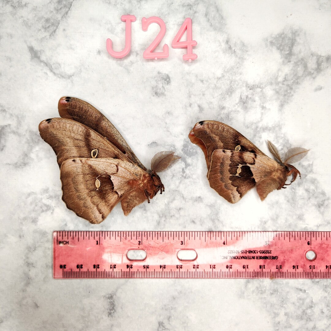 REAL Male Antheraea Polyphemus Moth - Excellent Condition Quality Dried ...