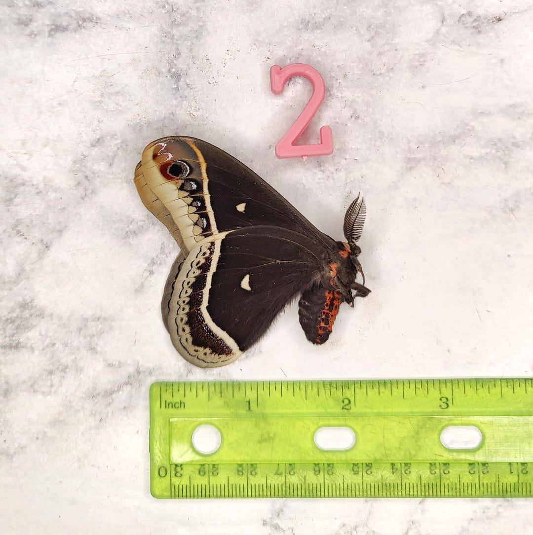 REAL Eupackardia Calleta Male - Silk Moth A1 Condition Museum Quality ...