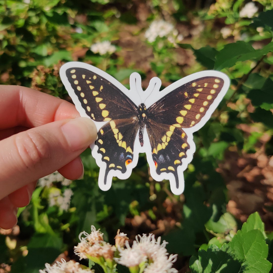 REAL Specimen Photo 3 Sticker Black Swallowtail Butterfly Matte Vinyl ...