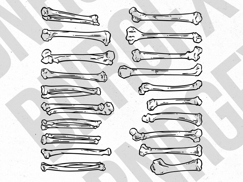 Bone Pack Vol.1 - Illustrated Bone Clipart Collection - PNG and Vector ...