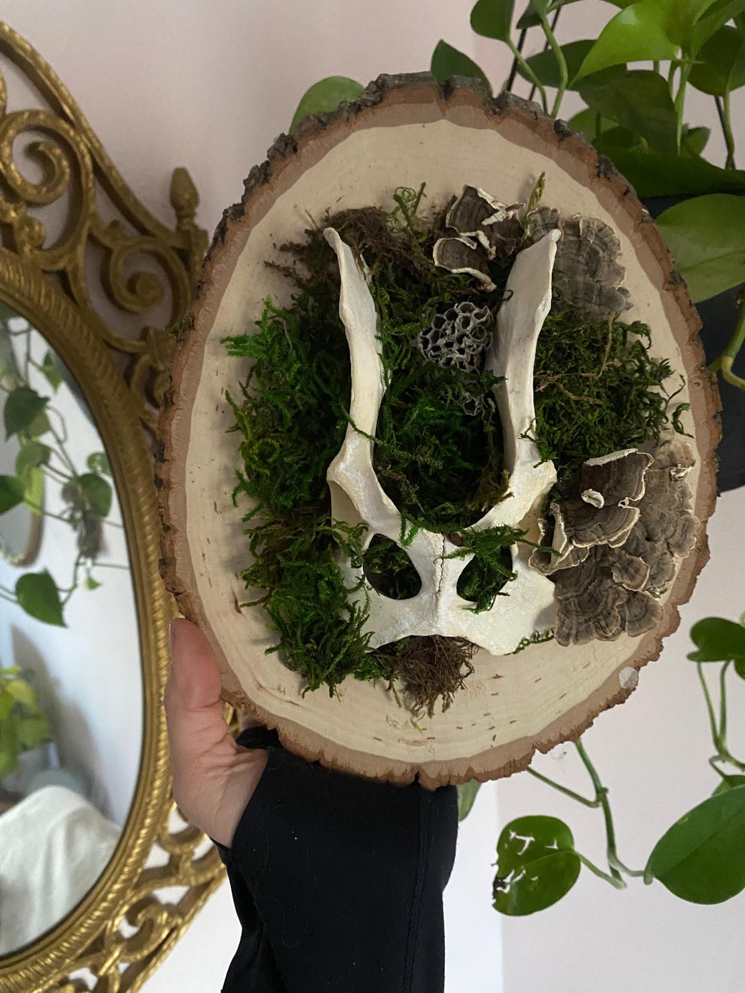 Real Coyote Pelvis Wall Art Oddities and Curiosities - Etsy