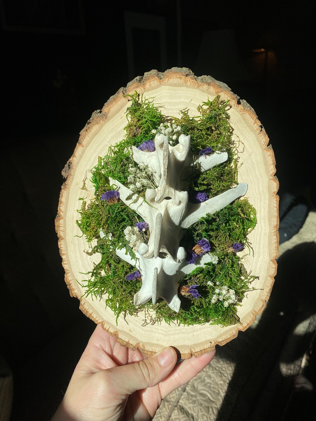 Deer Vertebrae Wall Display - Etsy