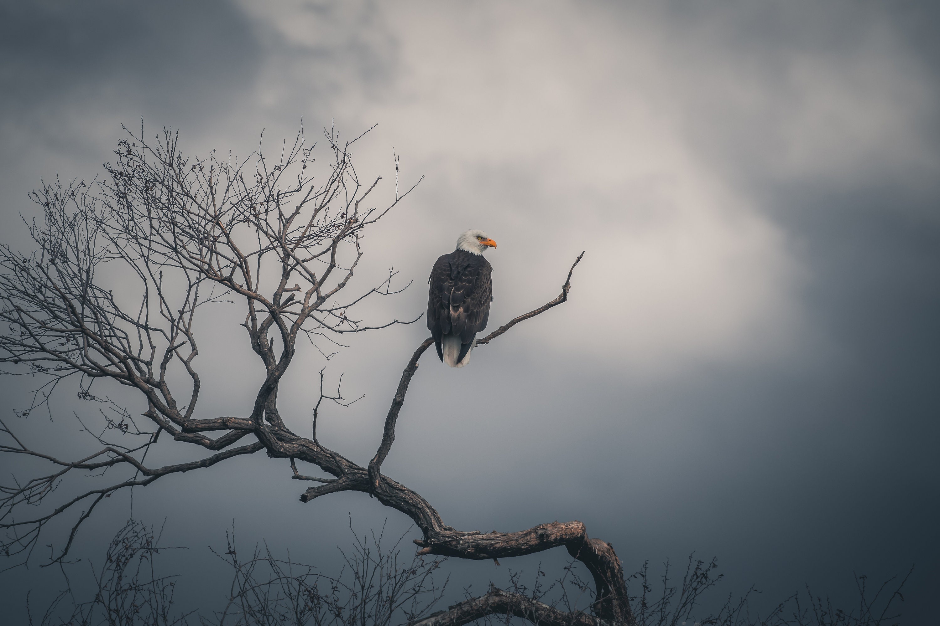Bald Eagle Print - Etsy
