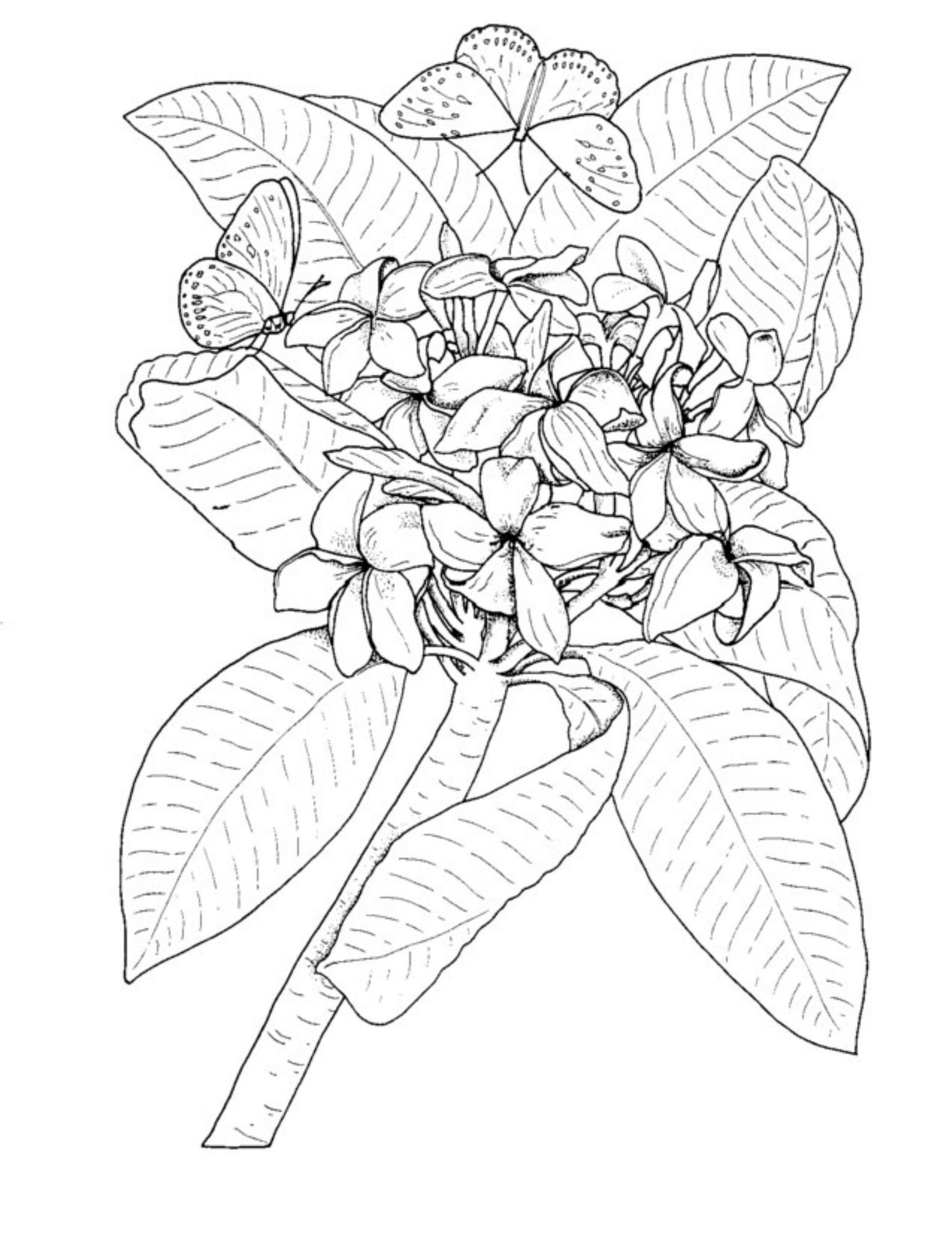 Floral Fantasia Coloring Book, Blossoming Adventure Coloring Pages ...