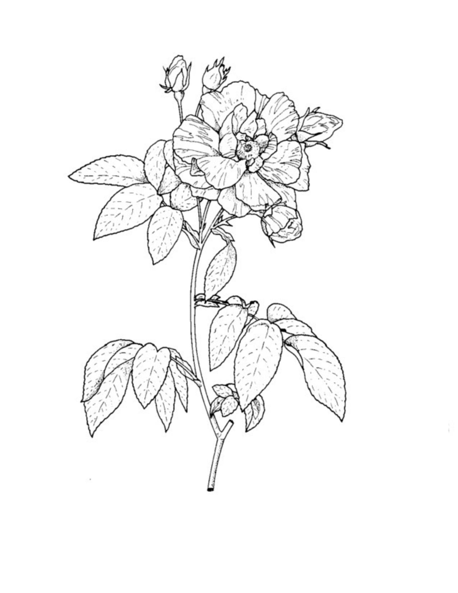 Floral Fantasia Coloring Book, Blossoming Adventure Coloring Pages ...