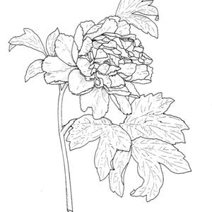 Floral Fantasia Coloring Book, Blossoming Adventure Coloring Pages ...