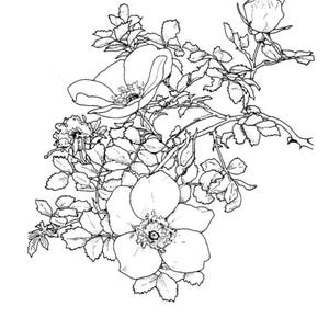 Floral Fantasia Coloring Book, Blossoming Adventure Coloring Pages ...