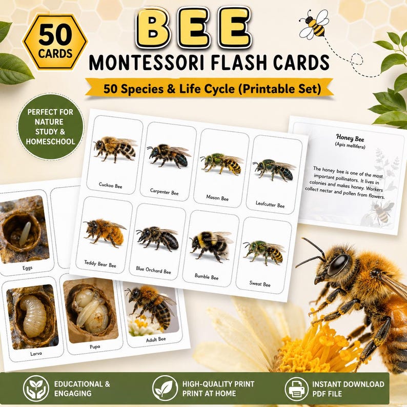 Bee Montessori Flash Cards | 50 Species & Life Cycle (printable Set) - Etsy