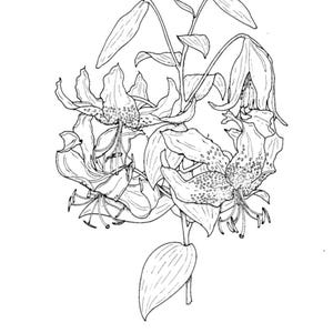Floral Fantasia Coloring Book, Blossoming Adventure Coloring Pages ...