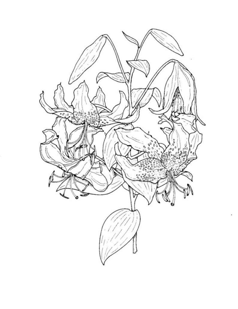 Printable Flower Coloring Book – Stress Relief Floral Designs for Kids ...